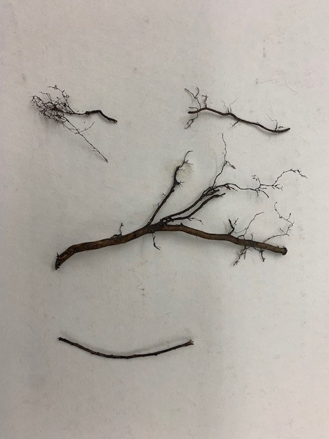 MS in ENVS student, Kelly Coles, breaks new ground studying Schwalbea ...