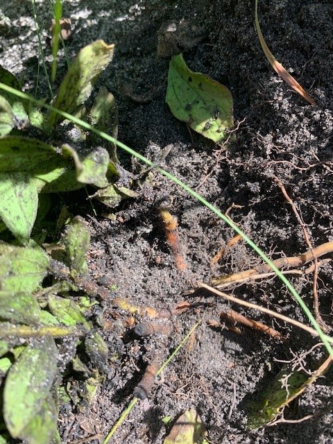 MS in ENVS student, Kelly Coles, breaks new ground studying Schwalbea ...