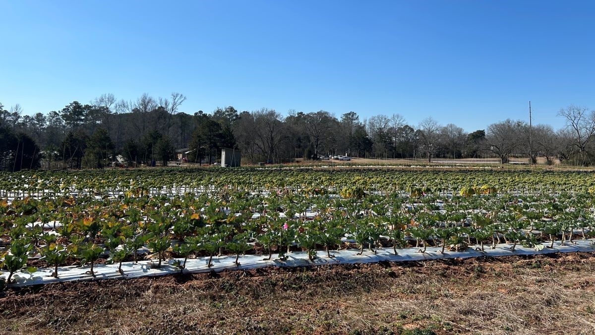 Laurel Garcia (25C) and Anisha Johnson (25C) explore grassroots ...